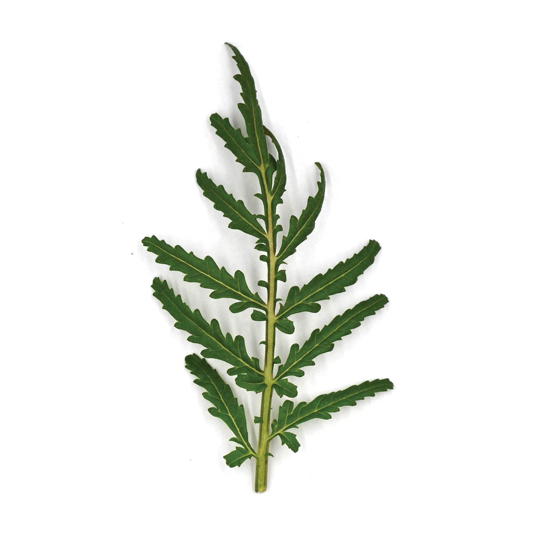 New Leaf - Rooted in Soil